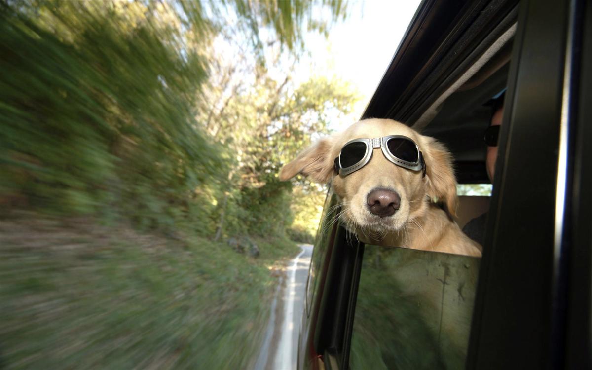 Funny Image Collection: A Collection Of Funny And Cute Animal And Pet ...