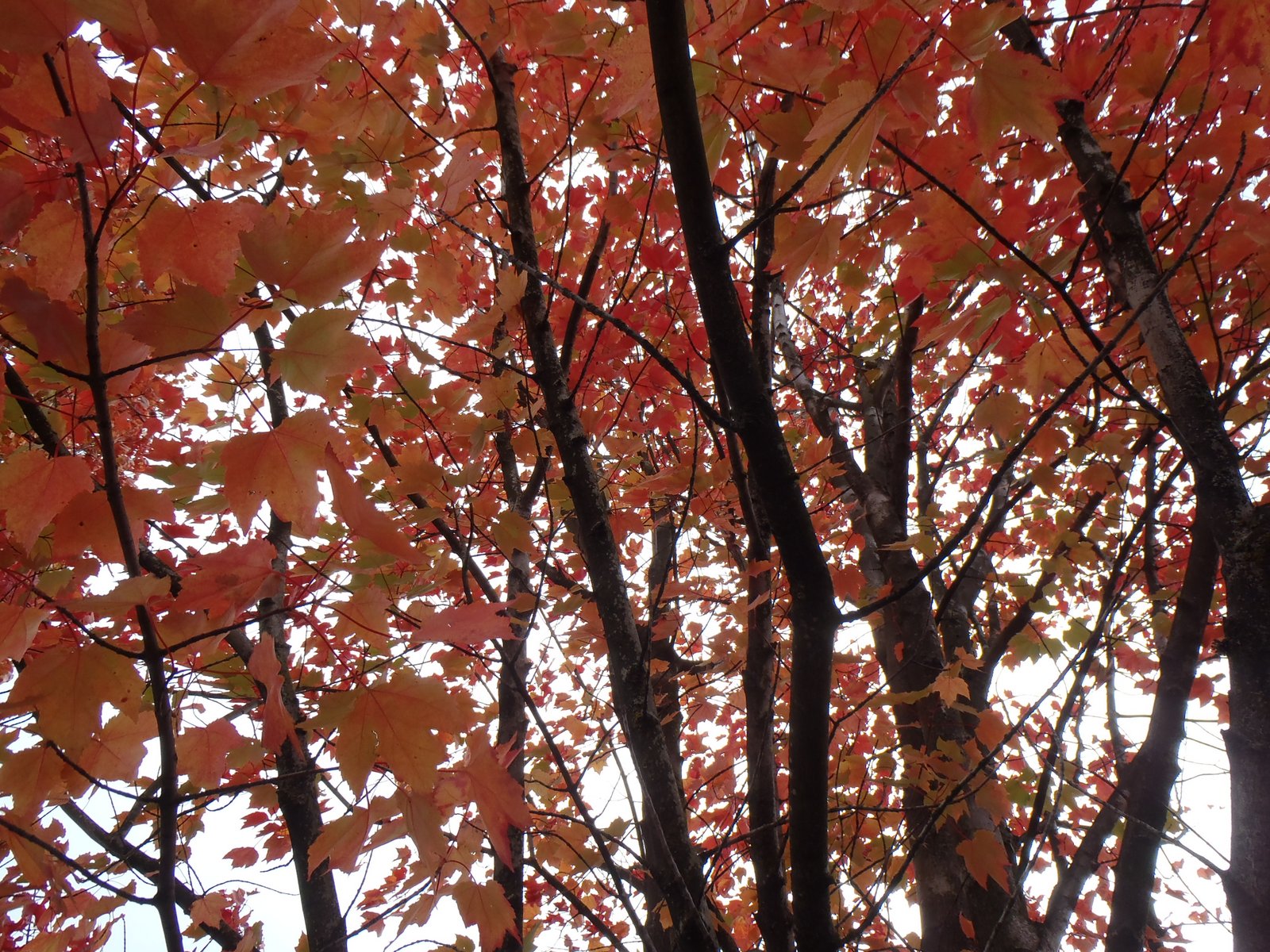 anarky&kulture: Danford Balch Homesite...