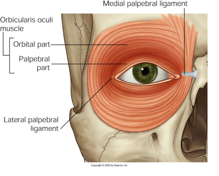 Dr. Fábio - Oftalmologista: TREMOR PALPEBRAL (Mioquimia Palpebral )