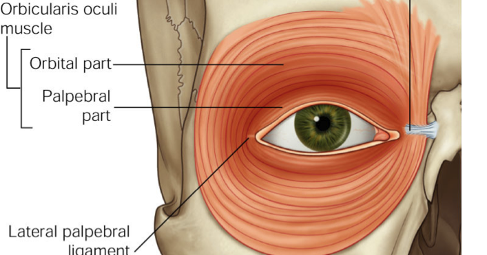 Dr. Fábio - Oftalmologista: TREMOR PALPEBRAL (Mioquimia Palpebral )