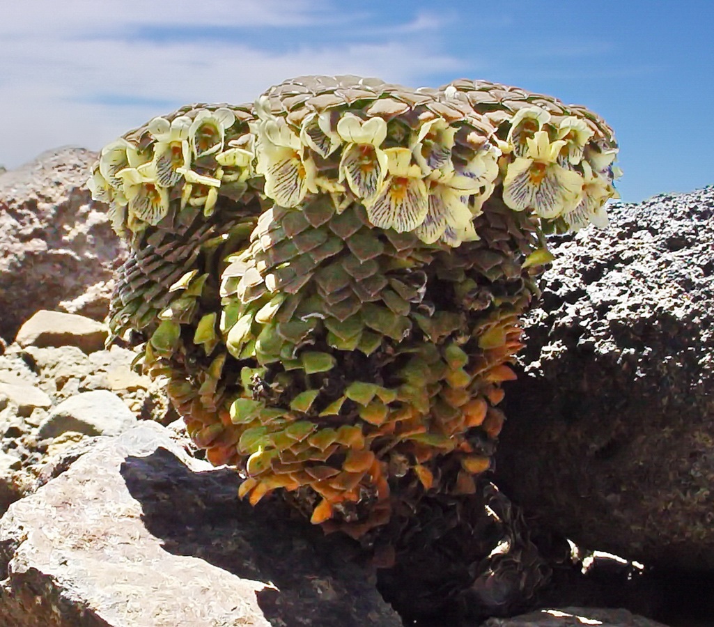 Species New to Science: [Botany • 2018] Viola pachysoma (Violaceae) • A ...