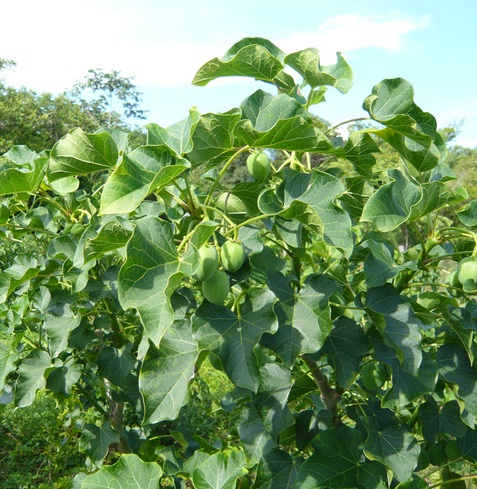 MANFAAT DAUN JARAK PAGAR UNTUK BAYI DAN KESEHATAN - Traffic Finance