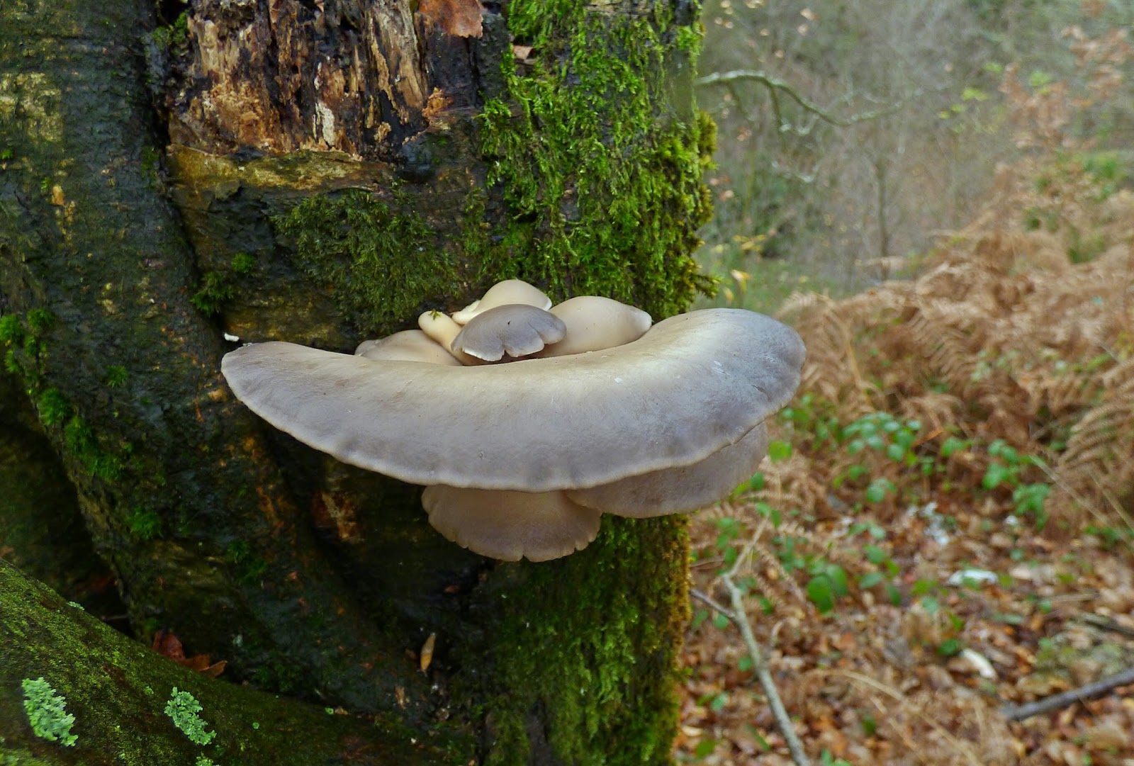 Setas y Hongos de Tineo : PLEUROTUS OSTREATUS (Jacq.) P. Kumm.