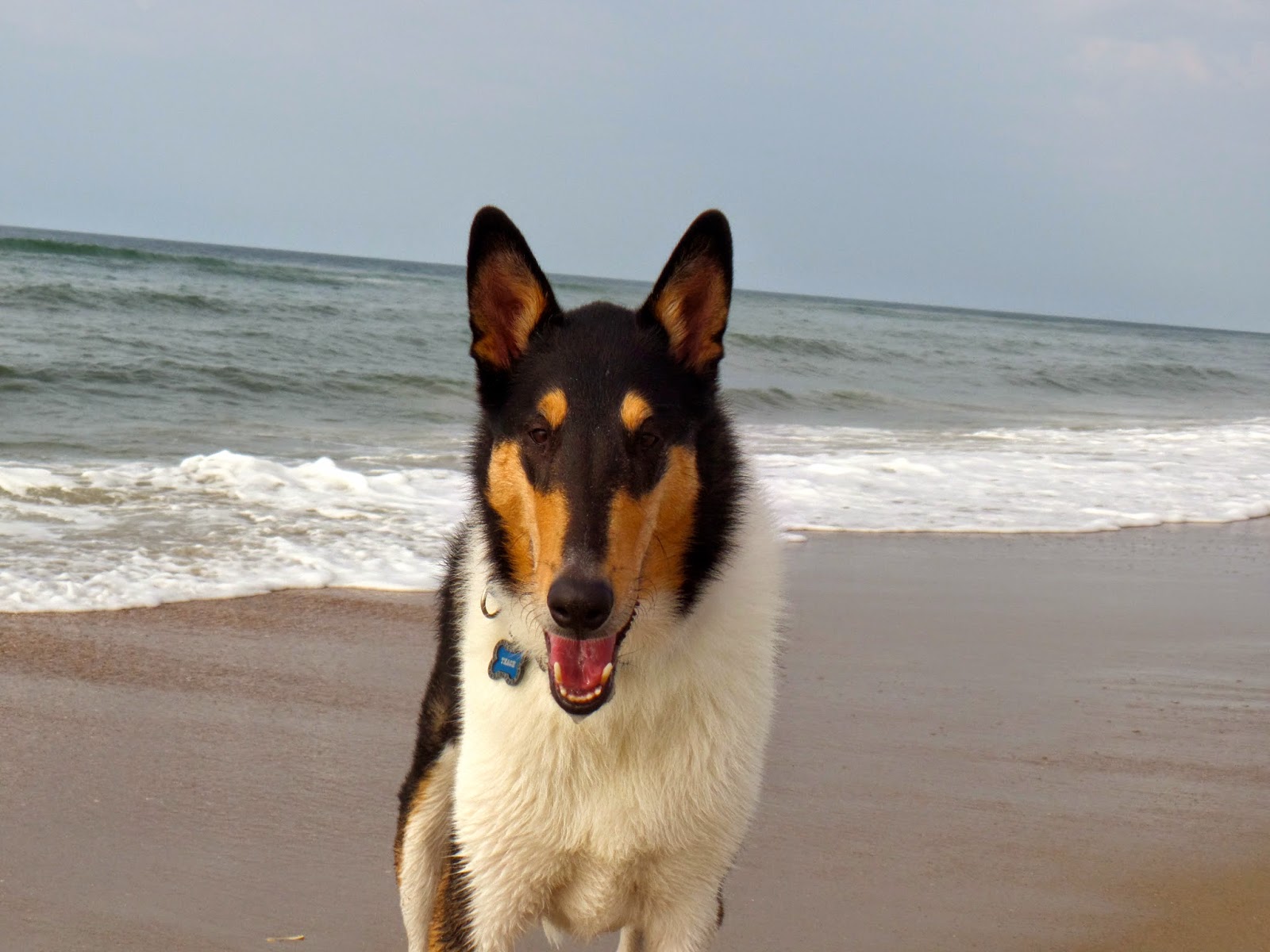 Tails of Teach: Those Collie Ears