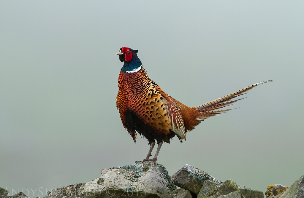 Andy Shepherd Wildlife Photography: Pheasant Display
