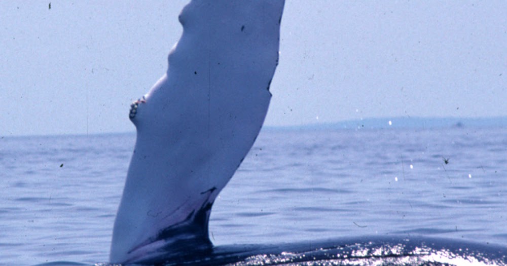 Boat Bits: Whale bumps...