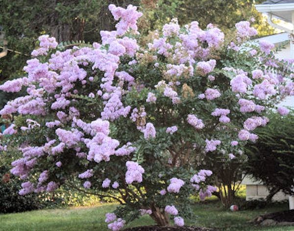 A GUIDE TO NORTHEASTERN GARDENING: Crape Myrtle-A Personal Favorite For ...