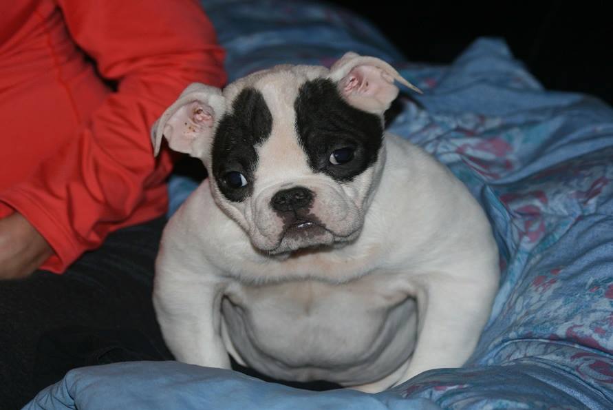 Terrierman's Daily Dose: Deformed Dogs Produced by the Deranged