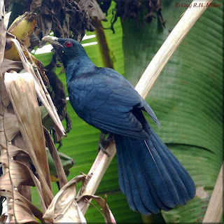 BombayJules: I'm Back! And so are the Koels...