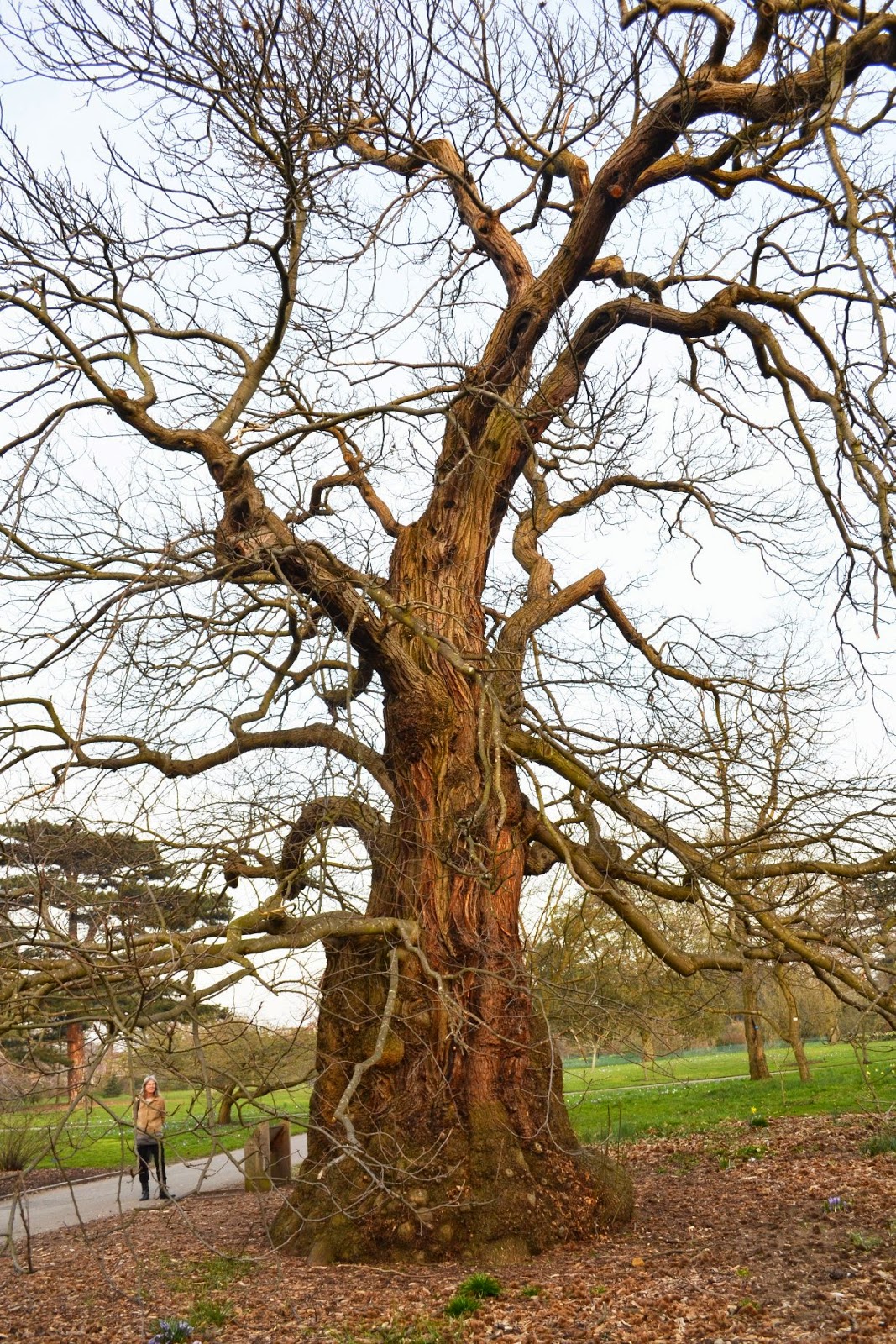 Walks among Flowers: London: Kew Gardens in Spring