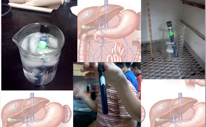 EC Honors Biology: Investigating Digestive Enzymes Lab