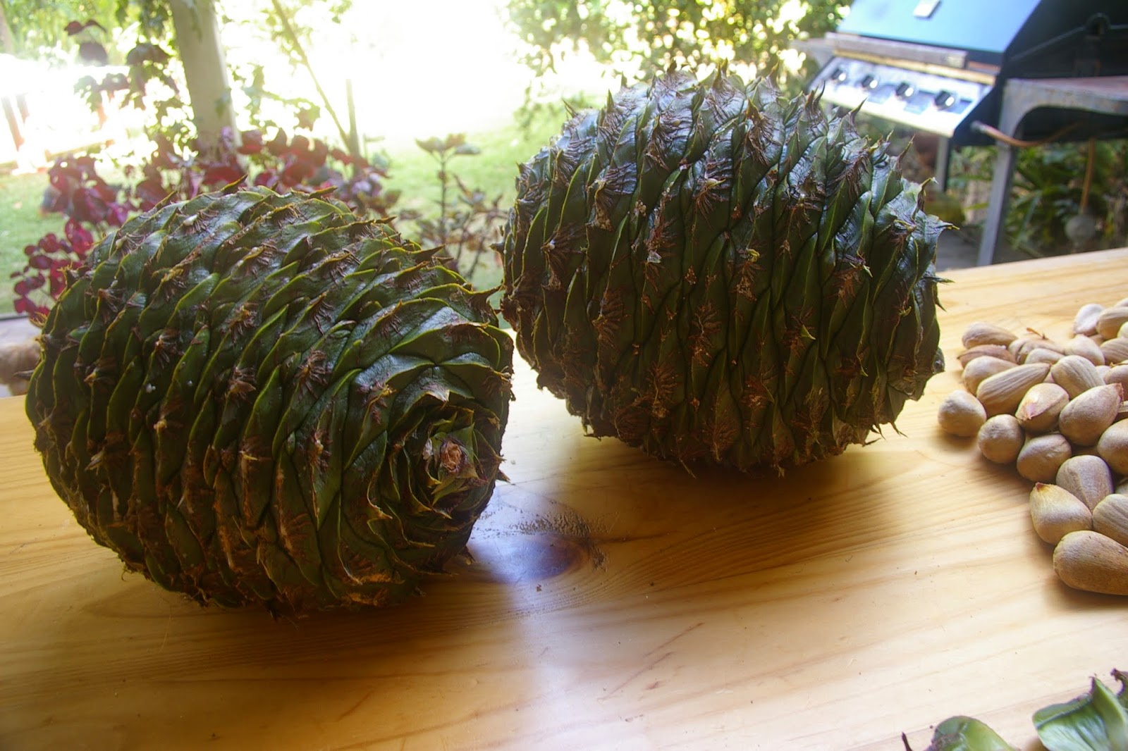 Bunya Nuts: collection and preparation!
