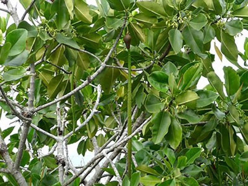 :Rhizophora mucronata/Kadol - LET'S HEALTHY LIFE