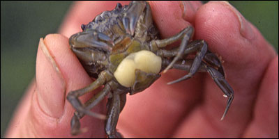 The Most Horrifying Parasites on Earth ~ Most of The Most