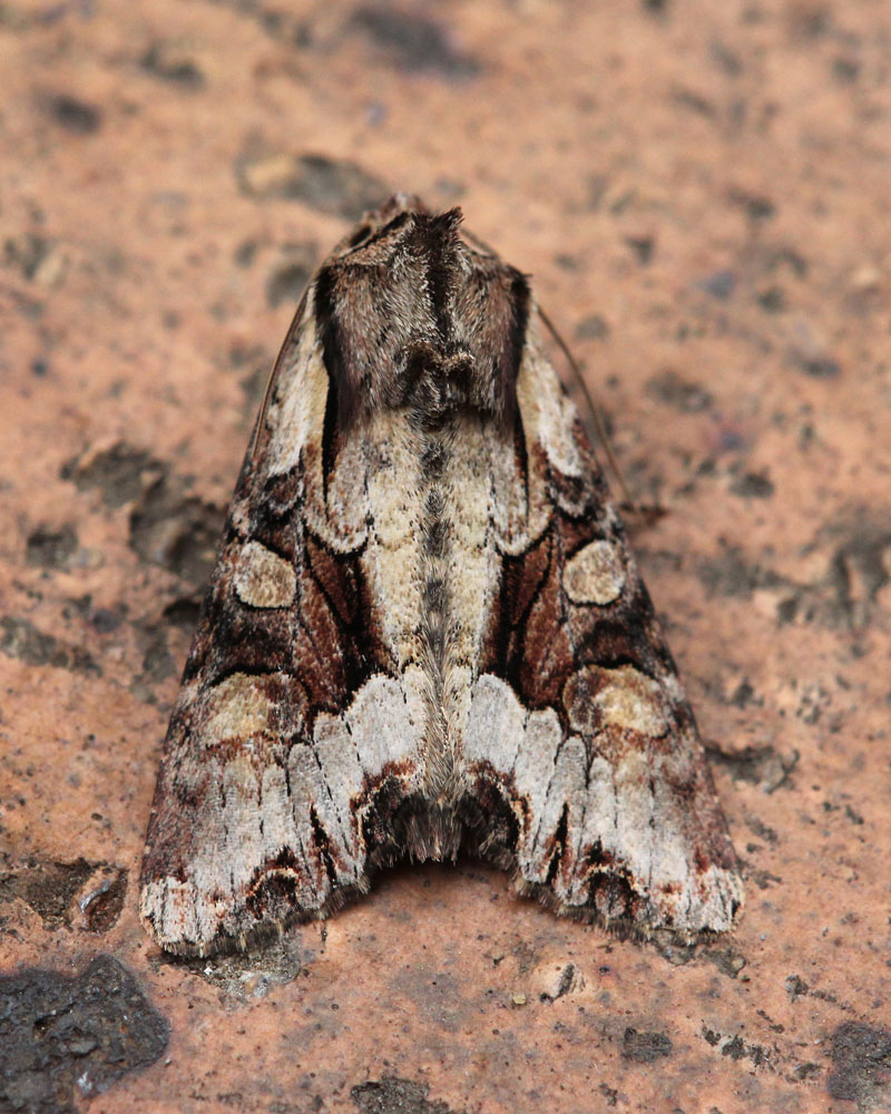 [UK] A hidden moth! What is it? : r/whatsthisbug
