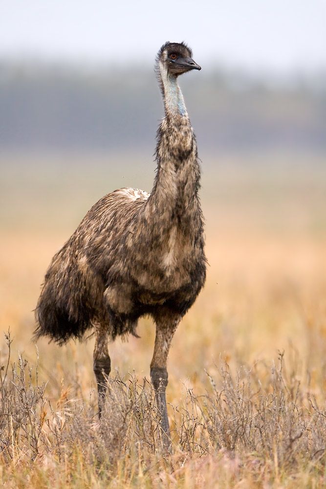 EL CAJON DE LOS CONOCIMIENTOS: EMÚ