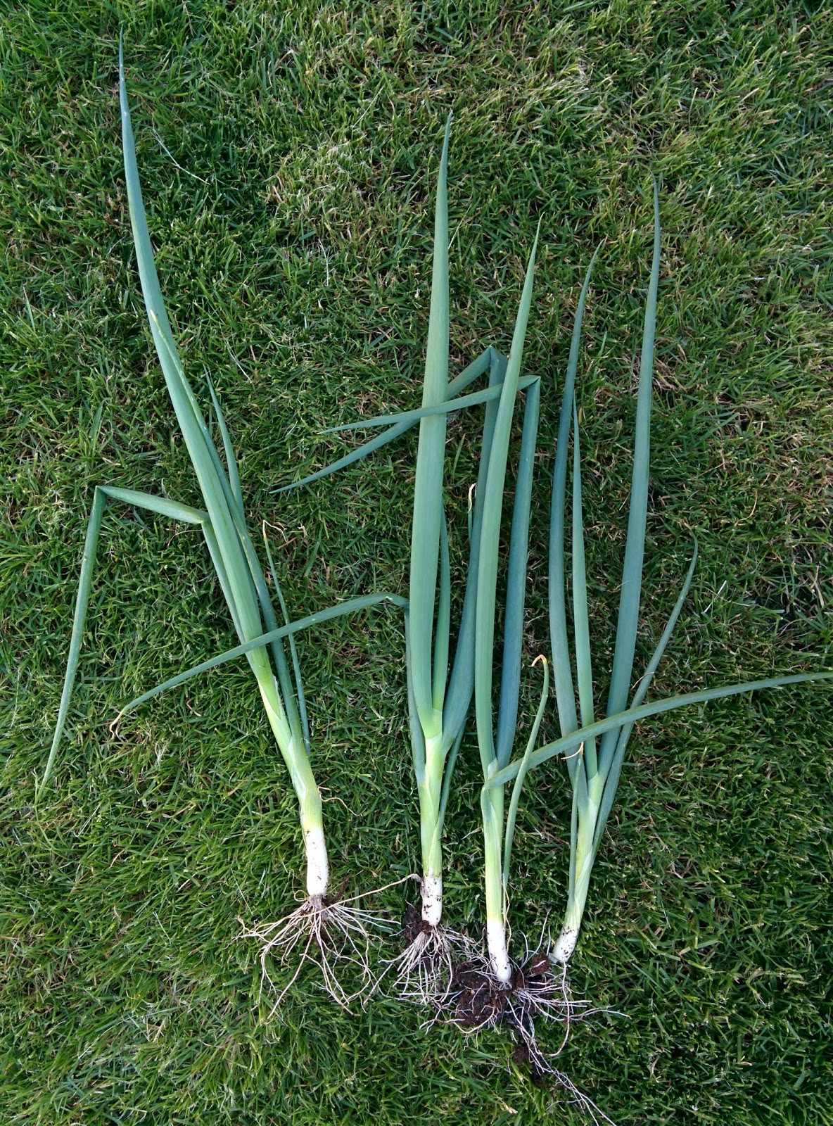 House Winter Allotment: Spring onions
