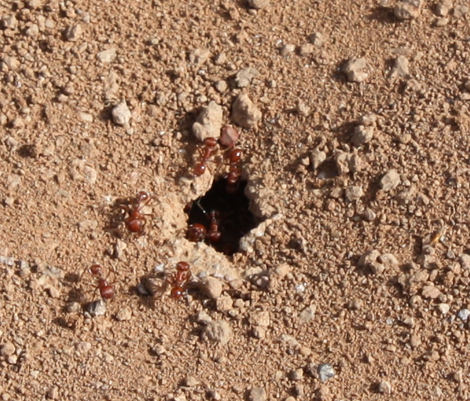 forefamilies: Wednesday: Anderson Junction Cemetery