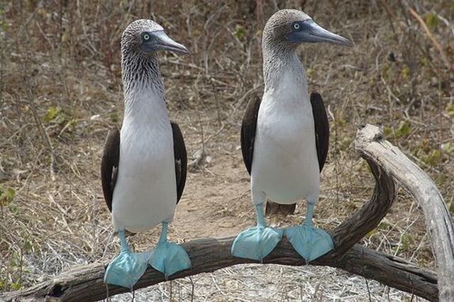 deroucicho: Most Cool & Spicy Animals New Pictures