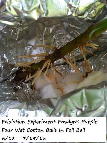 Figs Fort Smith!: Foil Ball Air Layering of Figs