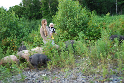 Climbing Tree Farm: Pigs, Glorious Pigs!