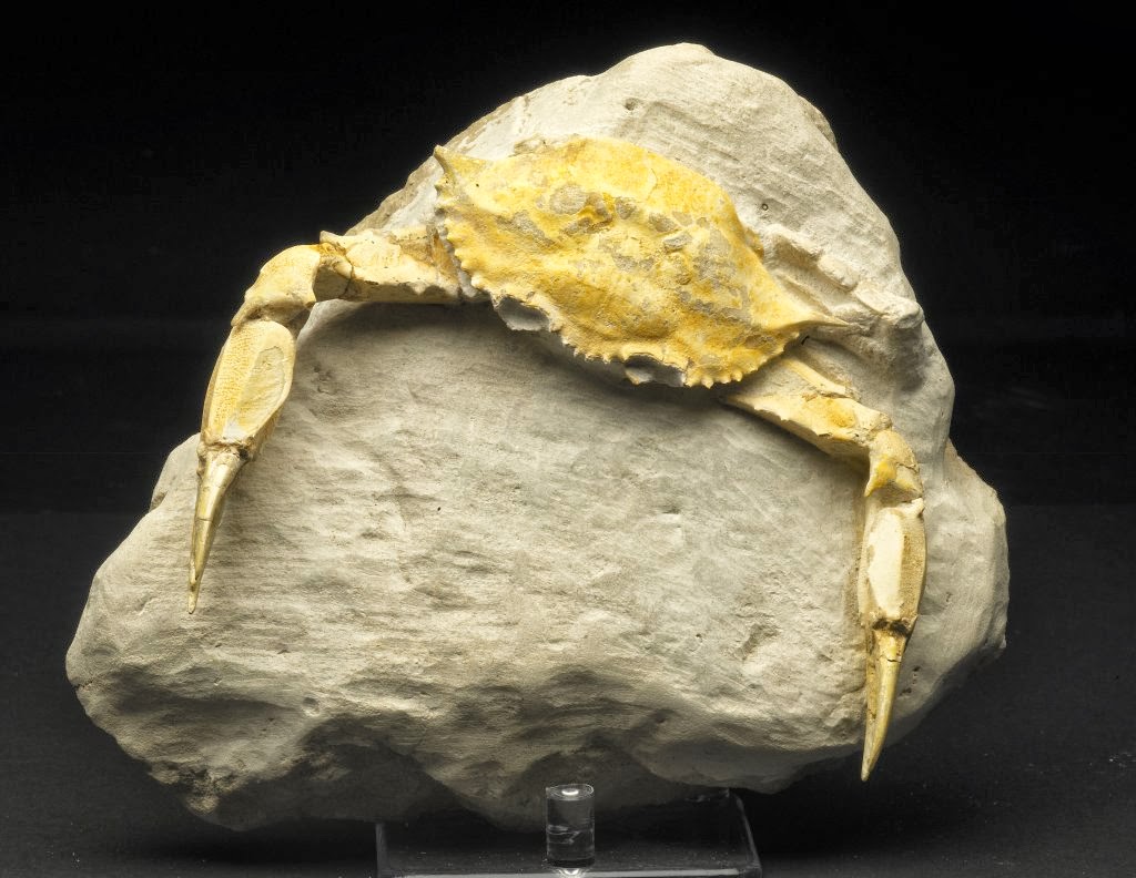 solitary dog sculptor: Fossils - Fosiles: Harpactocarcinus punctulatus ...