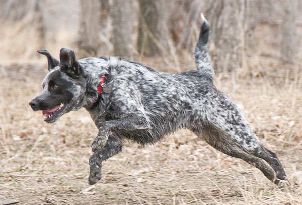 Dog Portrait Photography: Simon