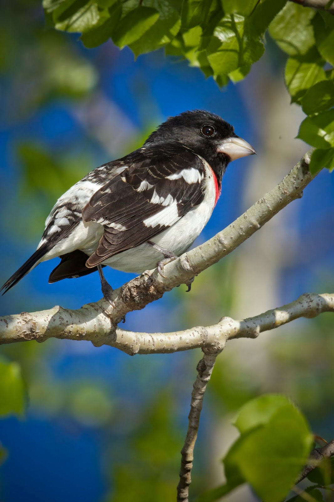 Feather Tailed Stories: Rose-breasted Grosbeak