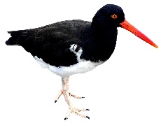 PIRU-PIRU, AVE DA FAMÍLIA HAEMATOPODIDAE ~ Klima Naturali™