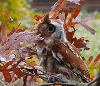 Life, Birding, Photos and Everything: Colorfest at Bernheim