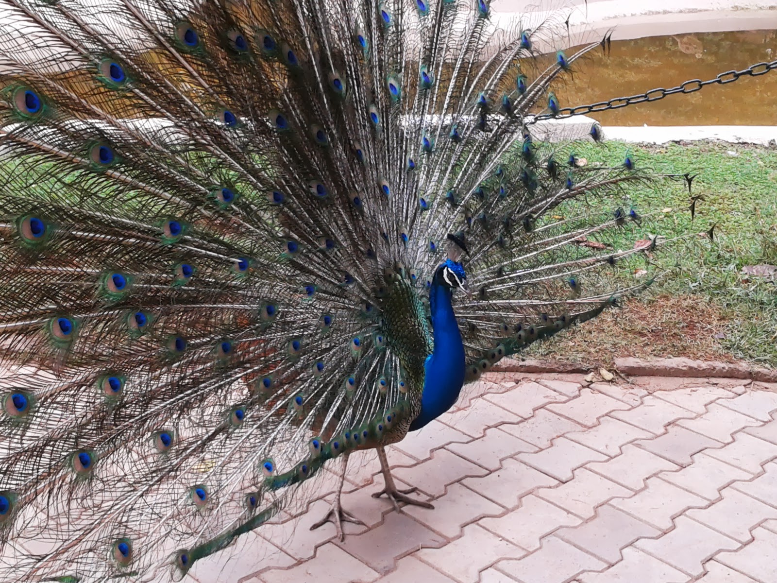 Trees, Plants & more: Karanji Lake - Mysore