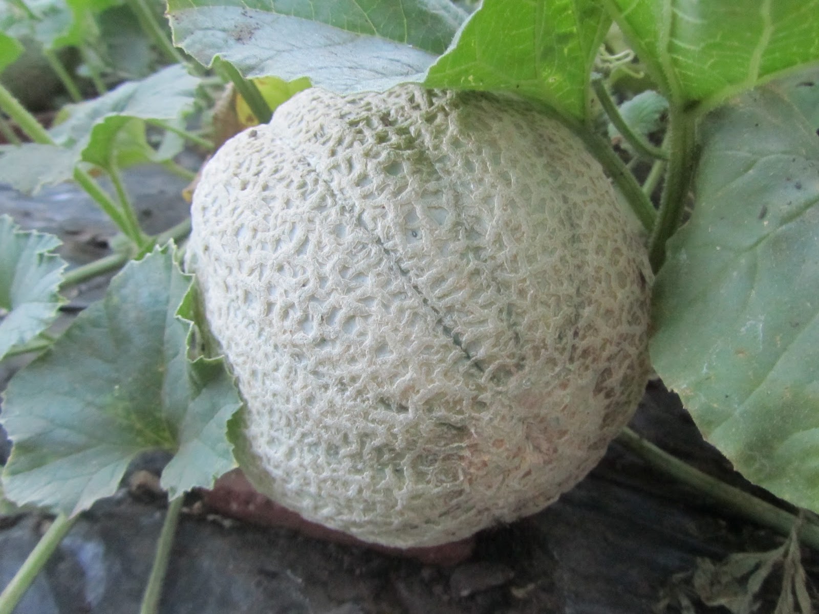 Four Hills of Squash