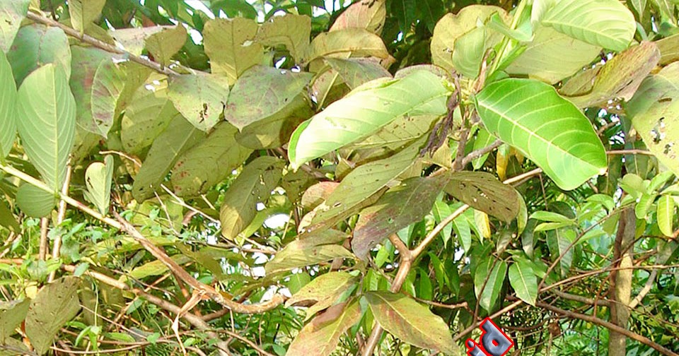 POHON BUNGUR | JUAL TANAMAN HIAS ~ TUKANG TAMAN