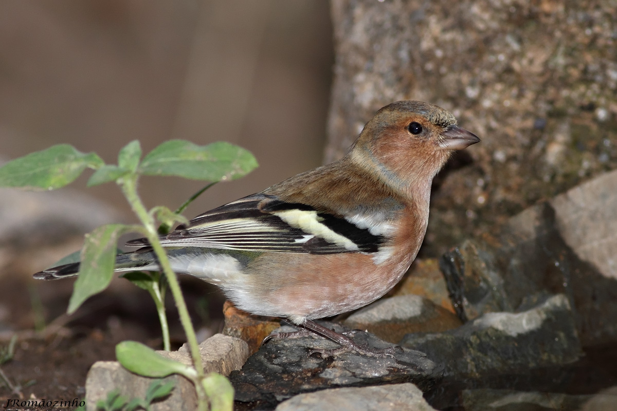Pescador de aves: Tentilhão comum
