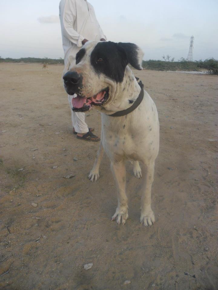 big dog fighting Dog