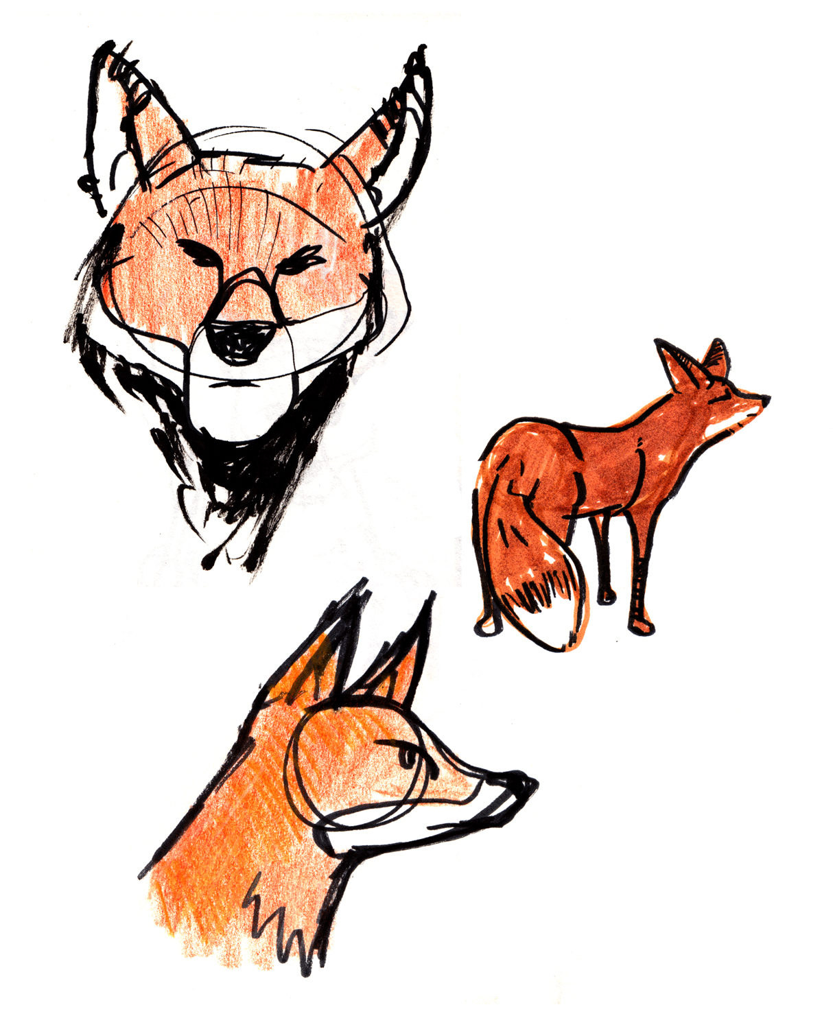 aapstra (a.k.a. joscha's blog): Red Fox Studies