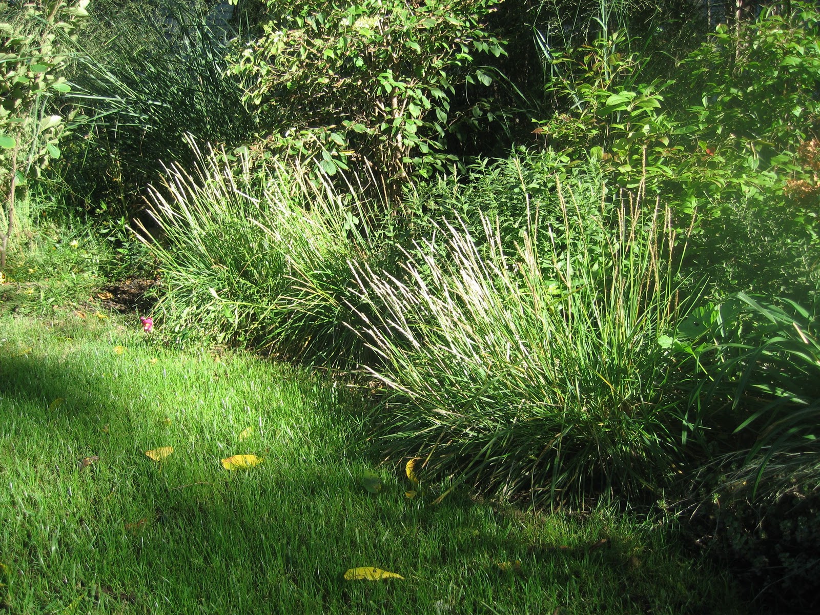 BARROW WORKS: Autumn Moor Grass