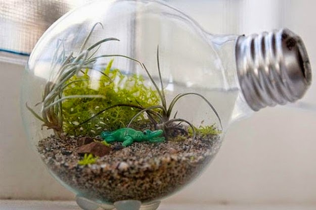 Que Es Un Microecosistema : Qué Es Un Microecosistema – RMIAVR