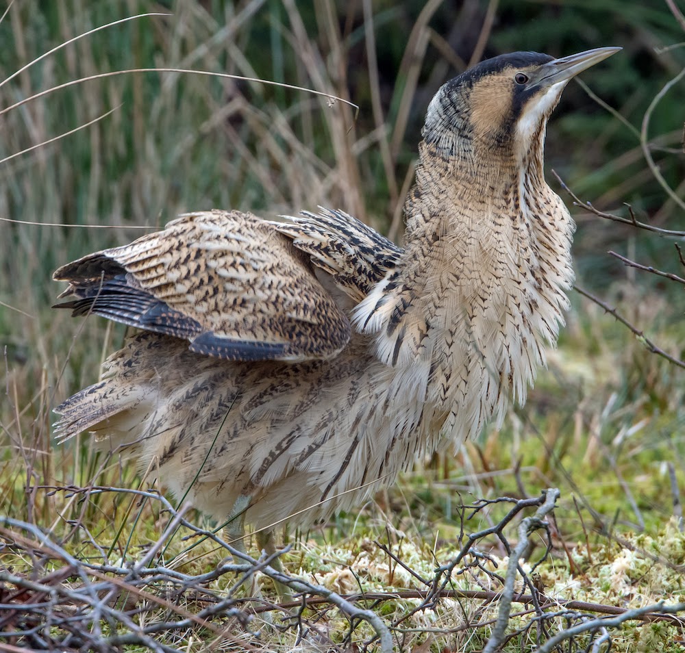 GeekTeacher's Birding Scrapbook: Boom! - Bittern at Mere Sands Wood