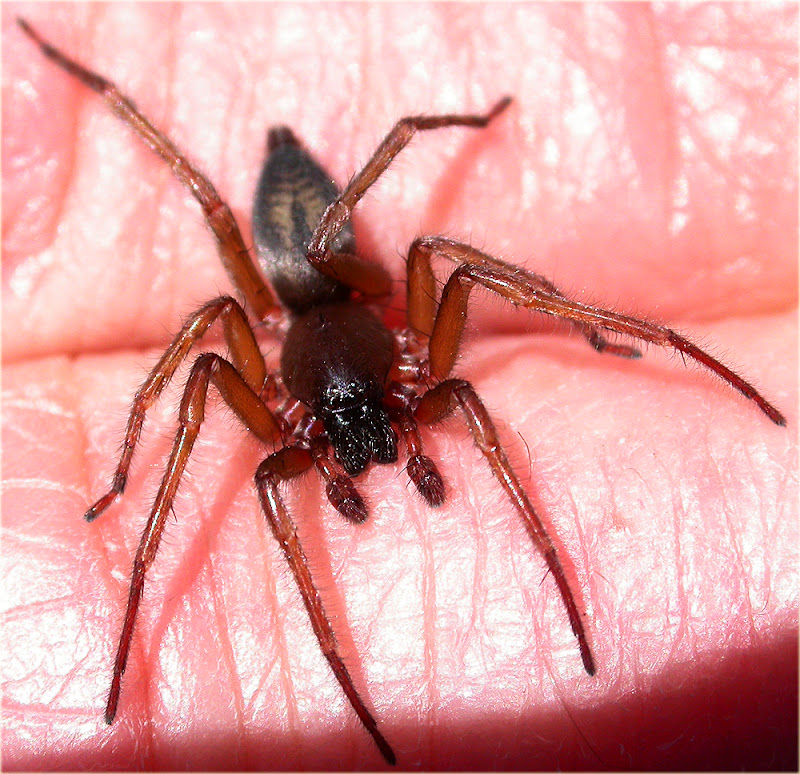 Arachnerds: Silk Cell Spiders - Clubiona sp.