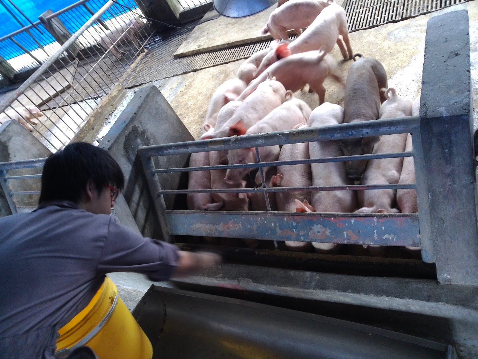 Estudiando Agricultura en Taiwán: Alimentando cerdos destetados