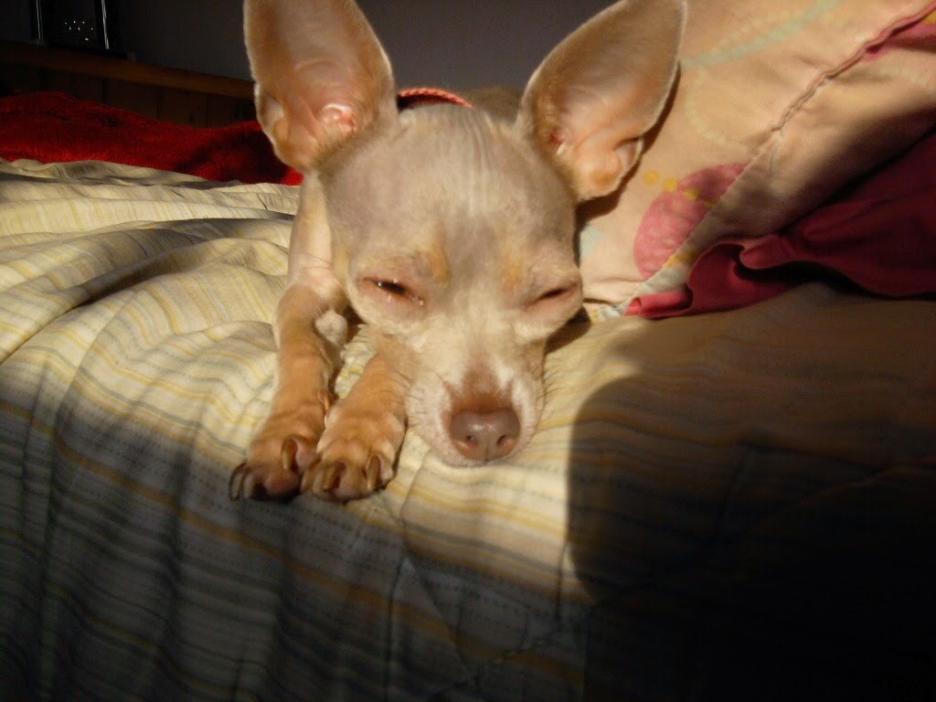 The Daily Life of an Irregular Person and Her Thoughts