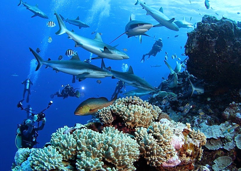 The Best Shark Dive in the World!: 360-Degree Shark Dive in Yap!