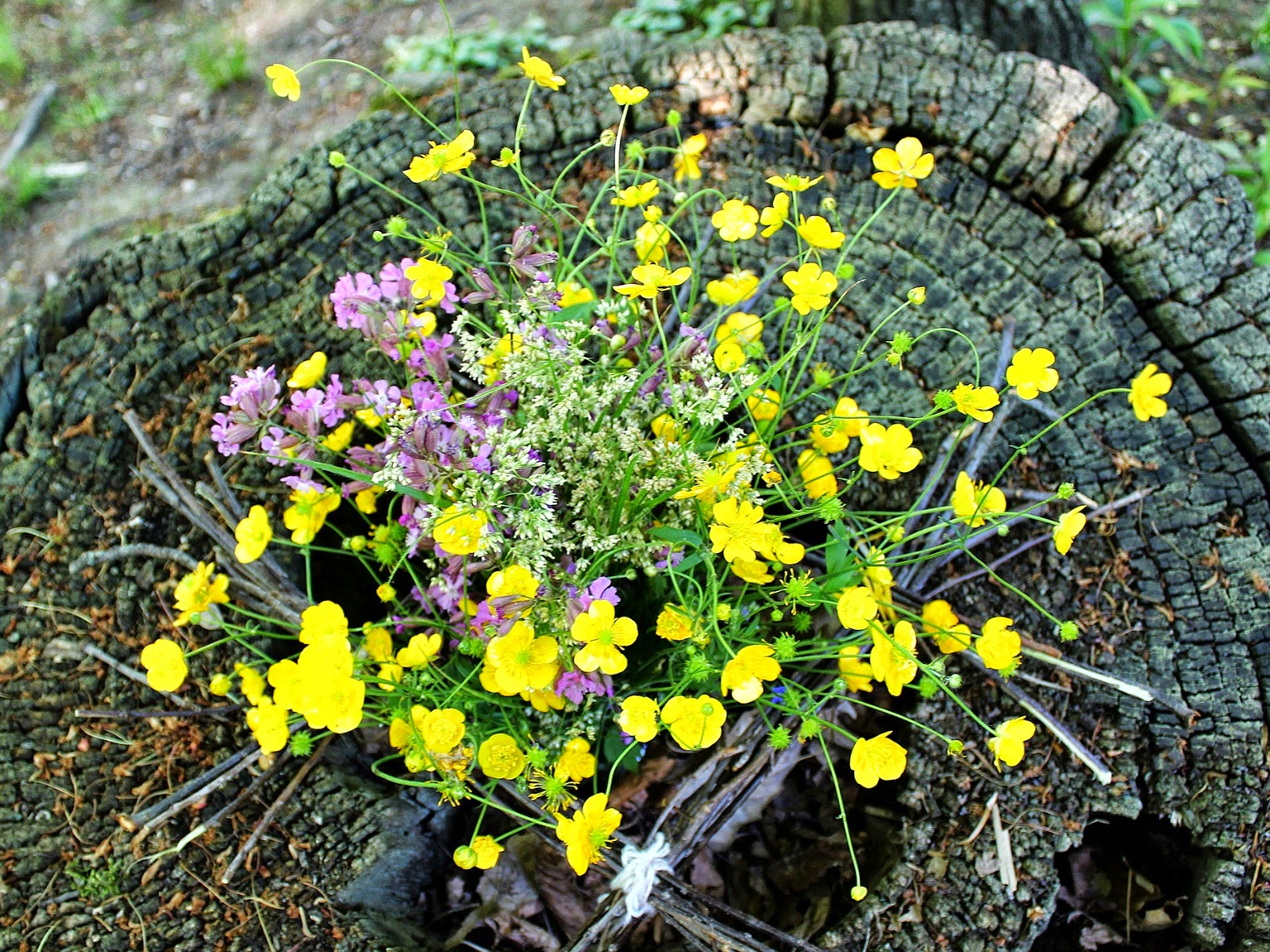 BOGLARKA FLOWER photos - wallpapers | the fun bank