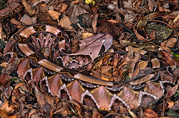 15 Penyamaran Binatang yang Sangat Menakjubkan..!!!