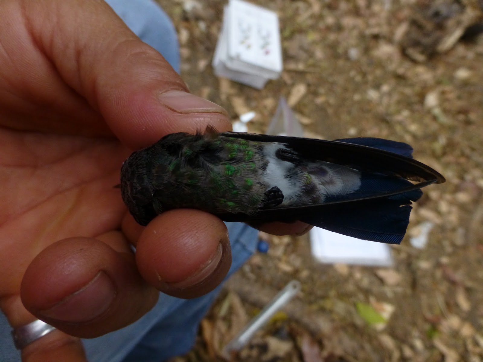 Laguna de Apoyo, Nicaragua: Hummingbirds II: Amazilia cyanura ...