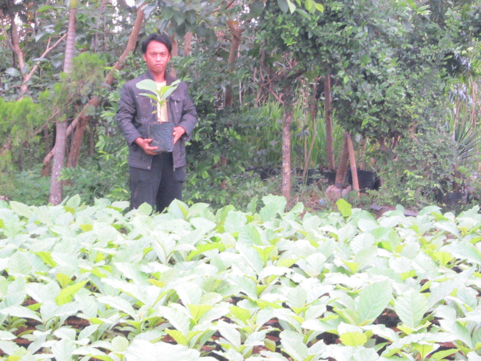 BIBIT JATI MERAH DAN TANAMAN KERAS