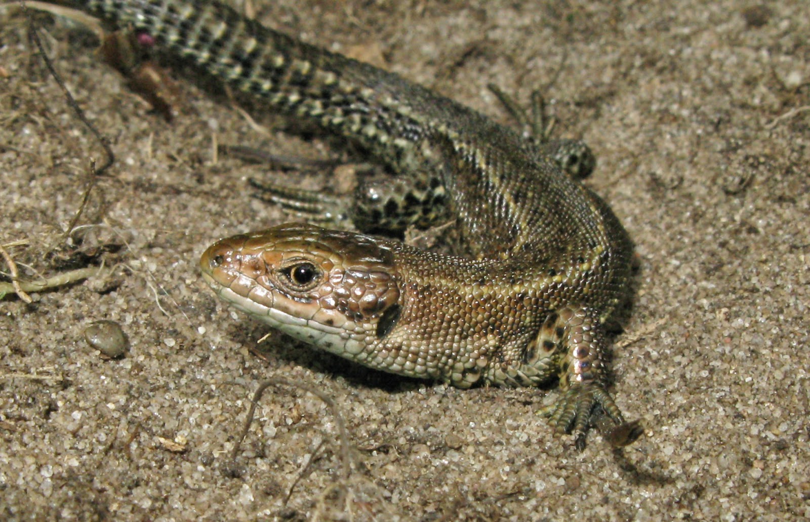 Steve's Birding And Wildlife Blog.