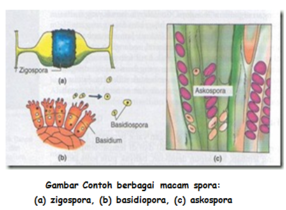 Reproduksi Jamur - BELAJAR BIOLOGI