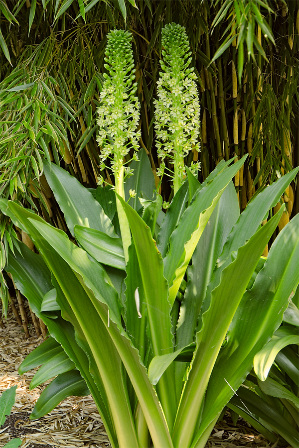 Linda Cochran's Garden: Eucomis Pole-Evansii